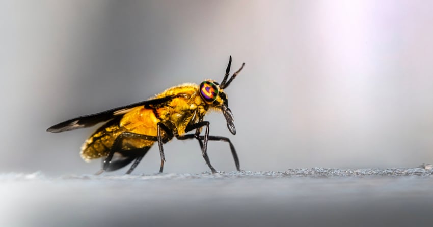 Speciale estate: guida pratica ai rimedi contro le punture di insetti